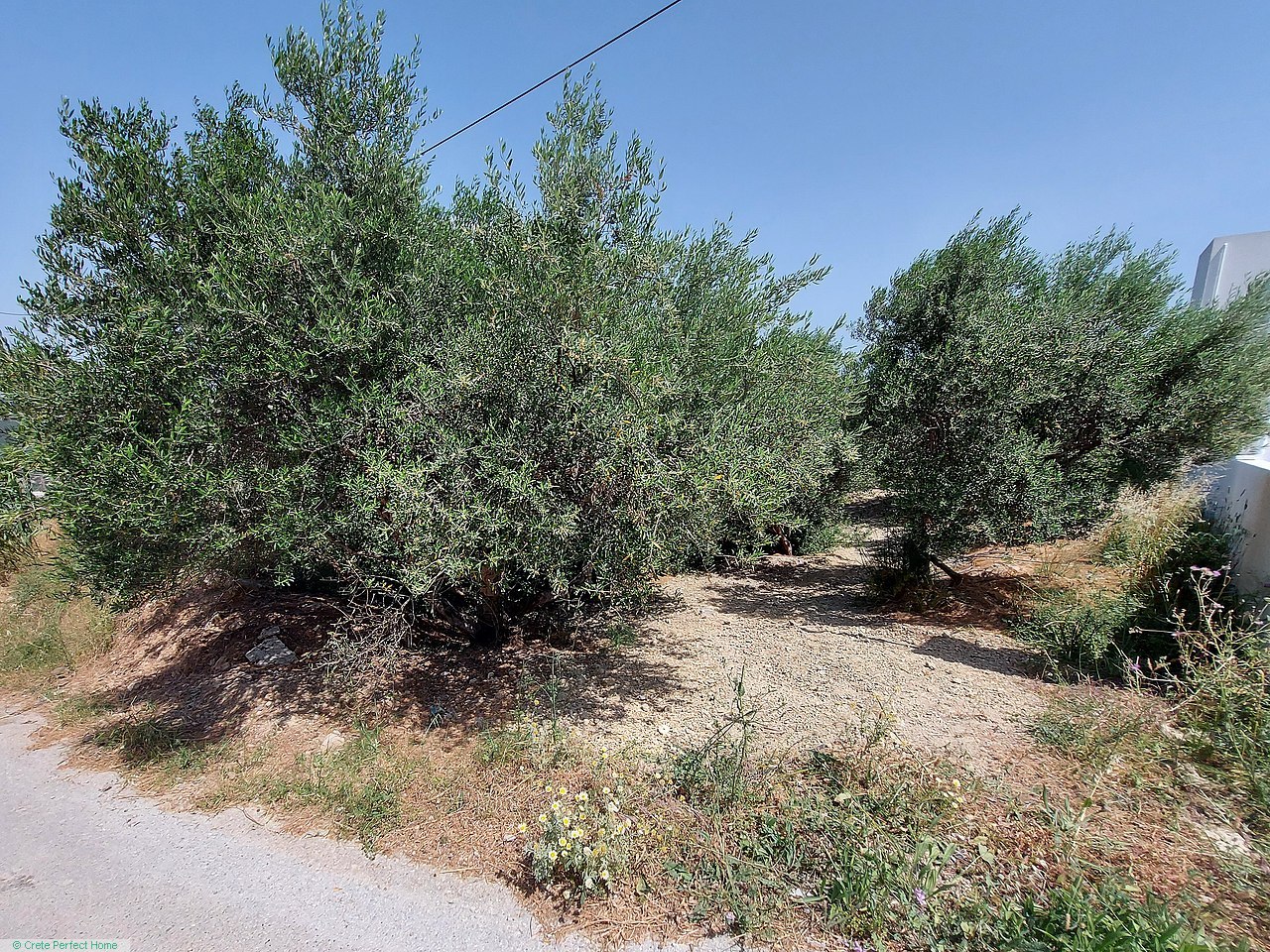 Large terraced olive grove on edge of village, beautiful sea and ...