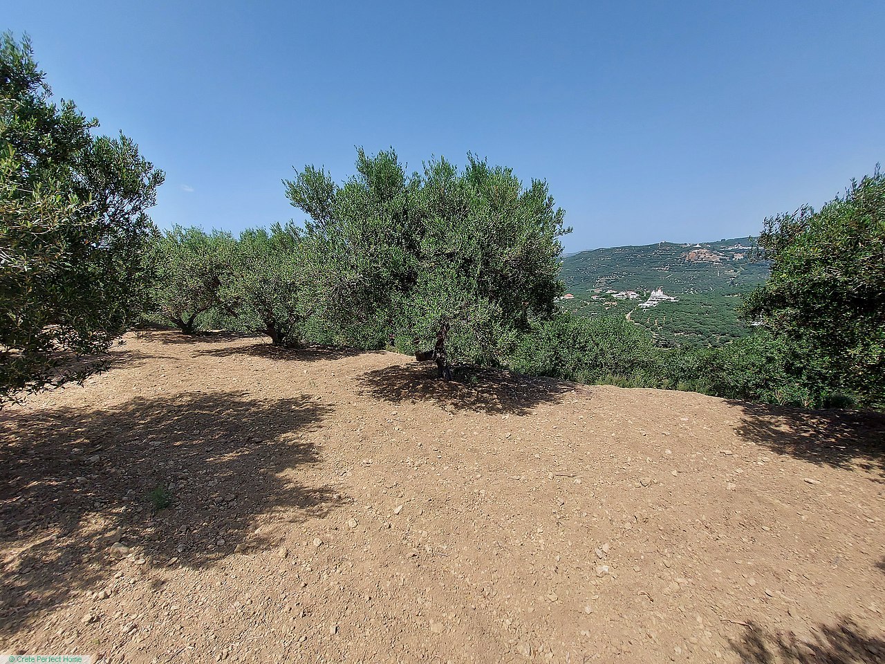 Large terraced olive grove on edge of village, beautiful sea and ...