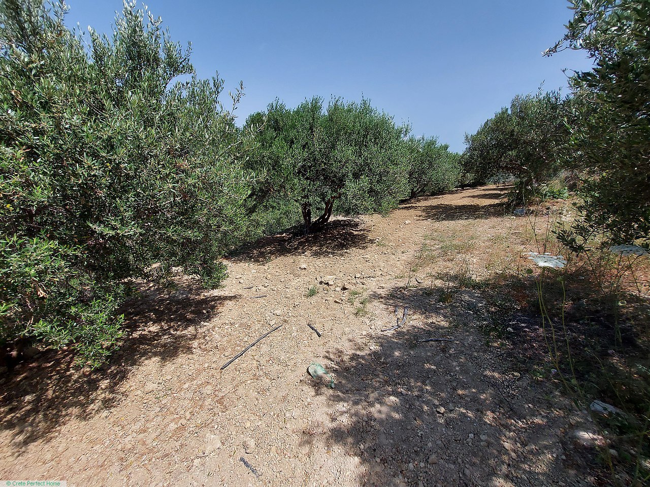 Large terraced olive grove on edge of village, beautiful sea and ...