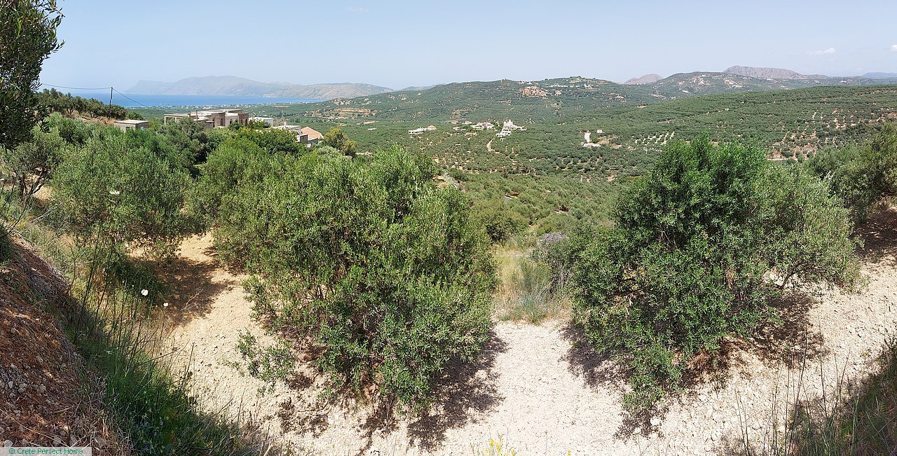 Large terraced olive grove on edge of village, beautiful sea and ...