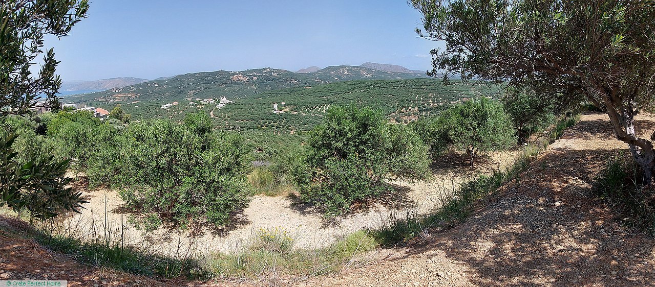 Large terraced olive grove on edge of village, beautiful sea and ...