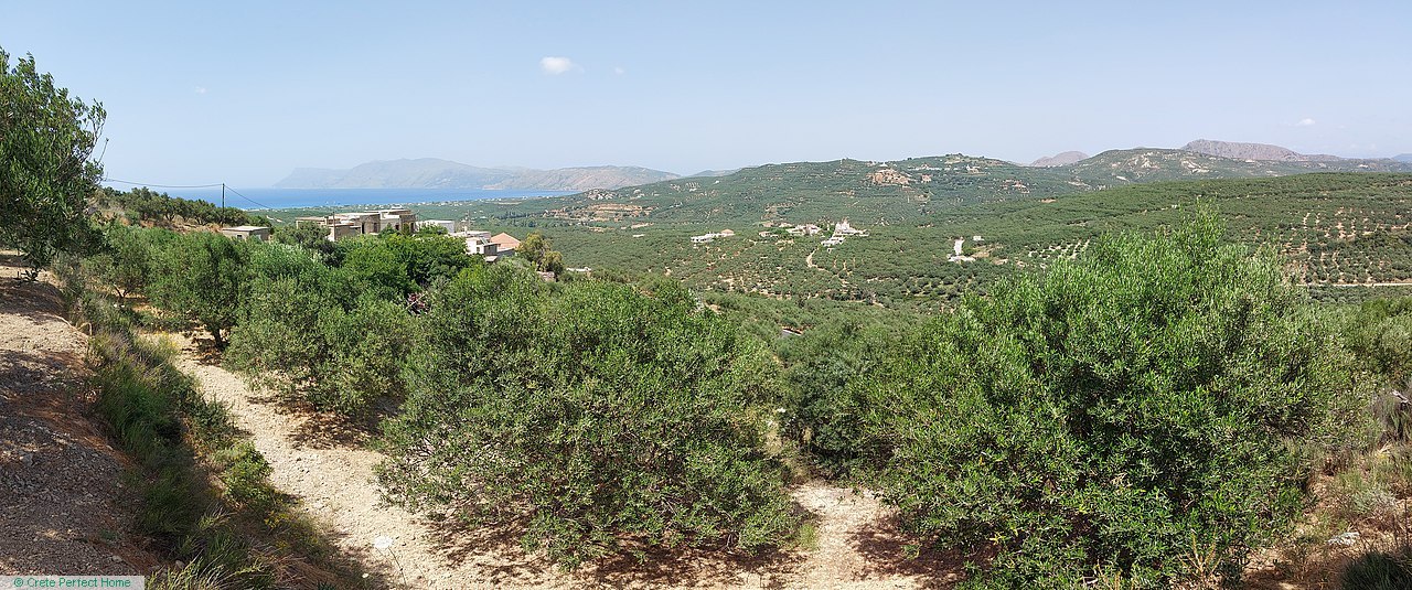 Large terraced olive grove on edge of village, beautiful sea and ...