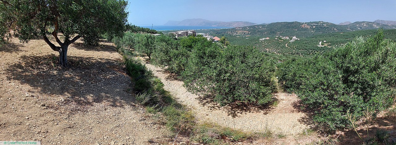 Large terraced olive grove on edge of village, beautiful sea and ...